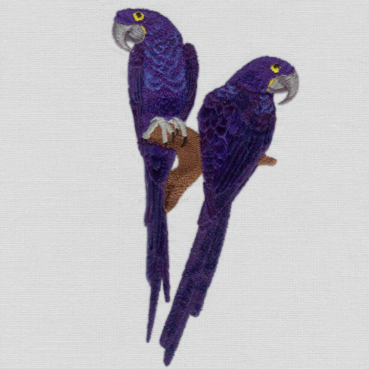 Purple Hyacinth Macaw